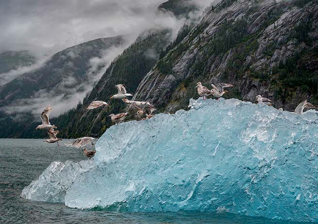 Remembering Dr. Ron Reeder, molecular biologist-turned-photographer ...