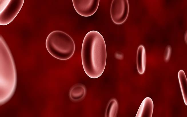 Scientists discover new process shaping red blood cell development ...