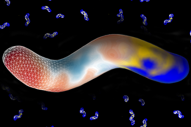 How Helicobacter stays helical | Fred Hutchinson Cancer Center