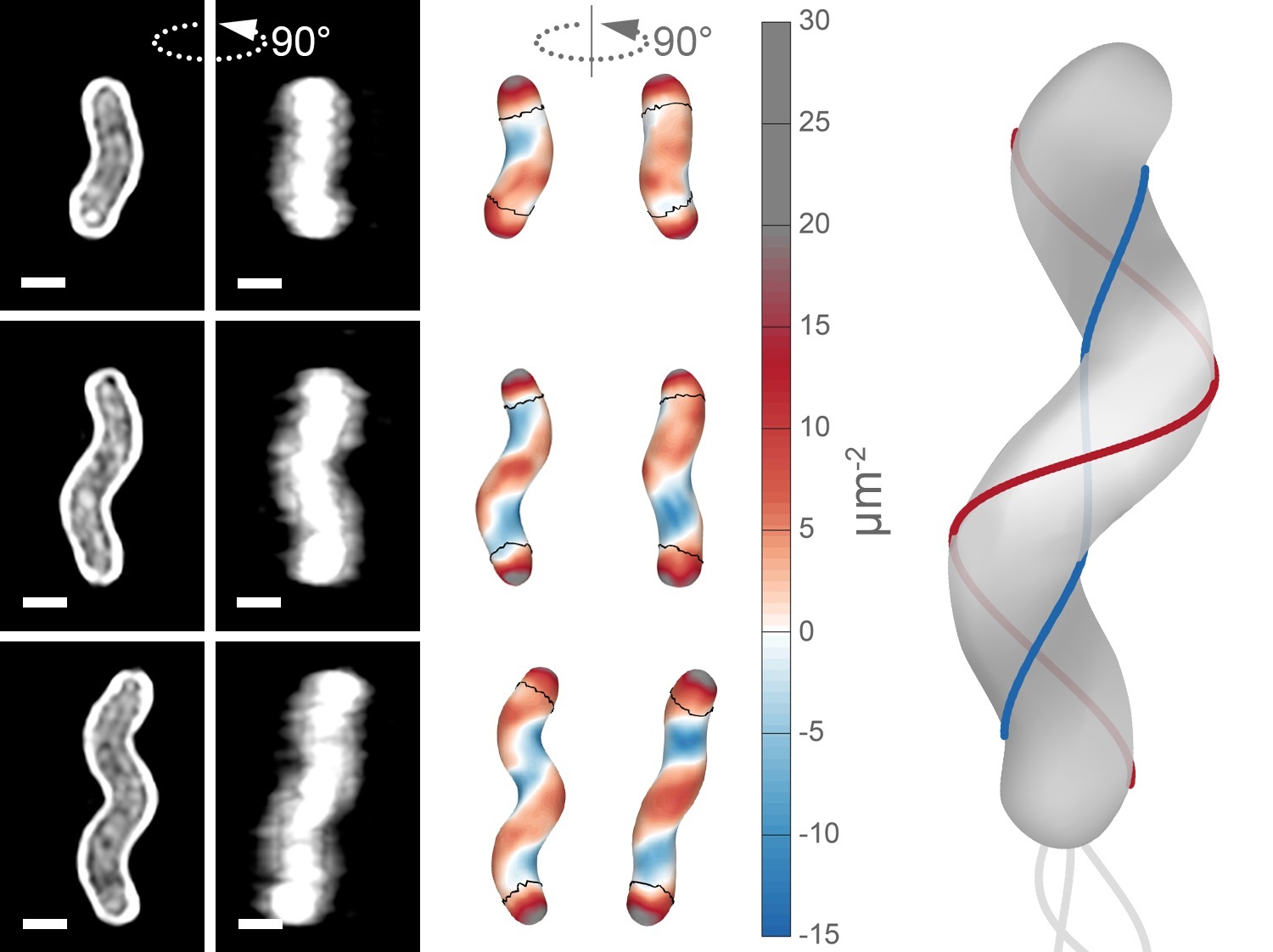 How Helicobacter stays helical | Fred Hutchinson Cancer Center
