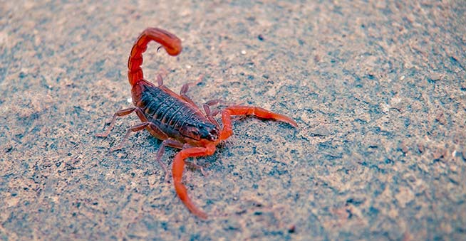Inside scorpion venom: A future Rx for arthritis? | Fred Hutchinson ...
