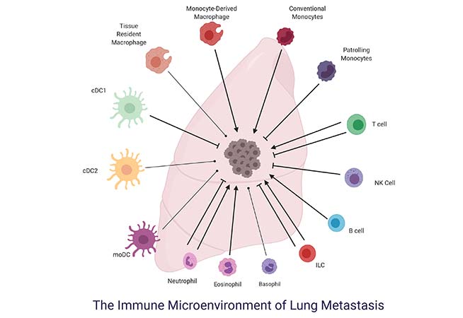 New open source software empowers scientists to uncover immune secrets ...