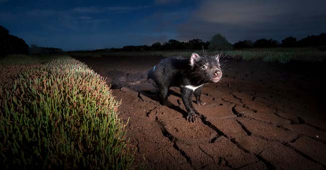 tasmanian devil attacks dog