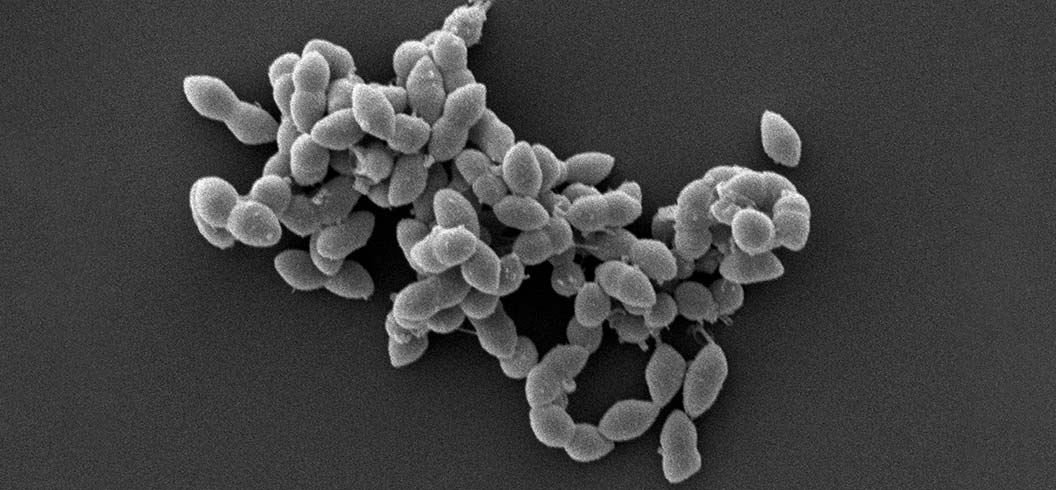 New bacterium named in honor of Fred Hutch | Fred Hutchinson Cancer Center