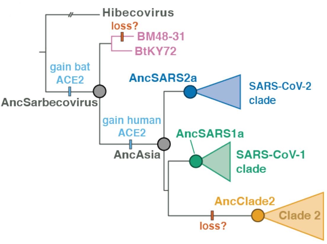 Coronavirus’ distant past reveals ancient roots of trait that could ...