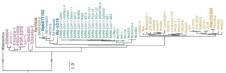 Coronavirus’ distant past reveals ancient roots of trait that could ...