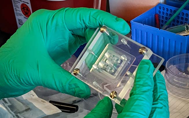 Researching herpes treatments with 'skin-on-chip' technology | Fred ...