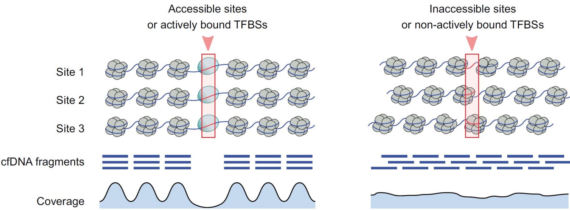 New computational tools widen horizons for liquid biopsies | Fred ...