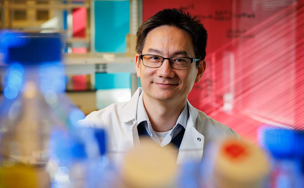 Dead to me? Insights into a tumor’s necrotic core | Fred Hutchinson Cancer Center