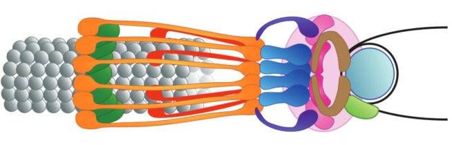 Untangling the kinetochore | Fred Hutchinson Cancer Center