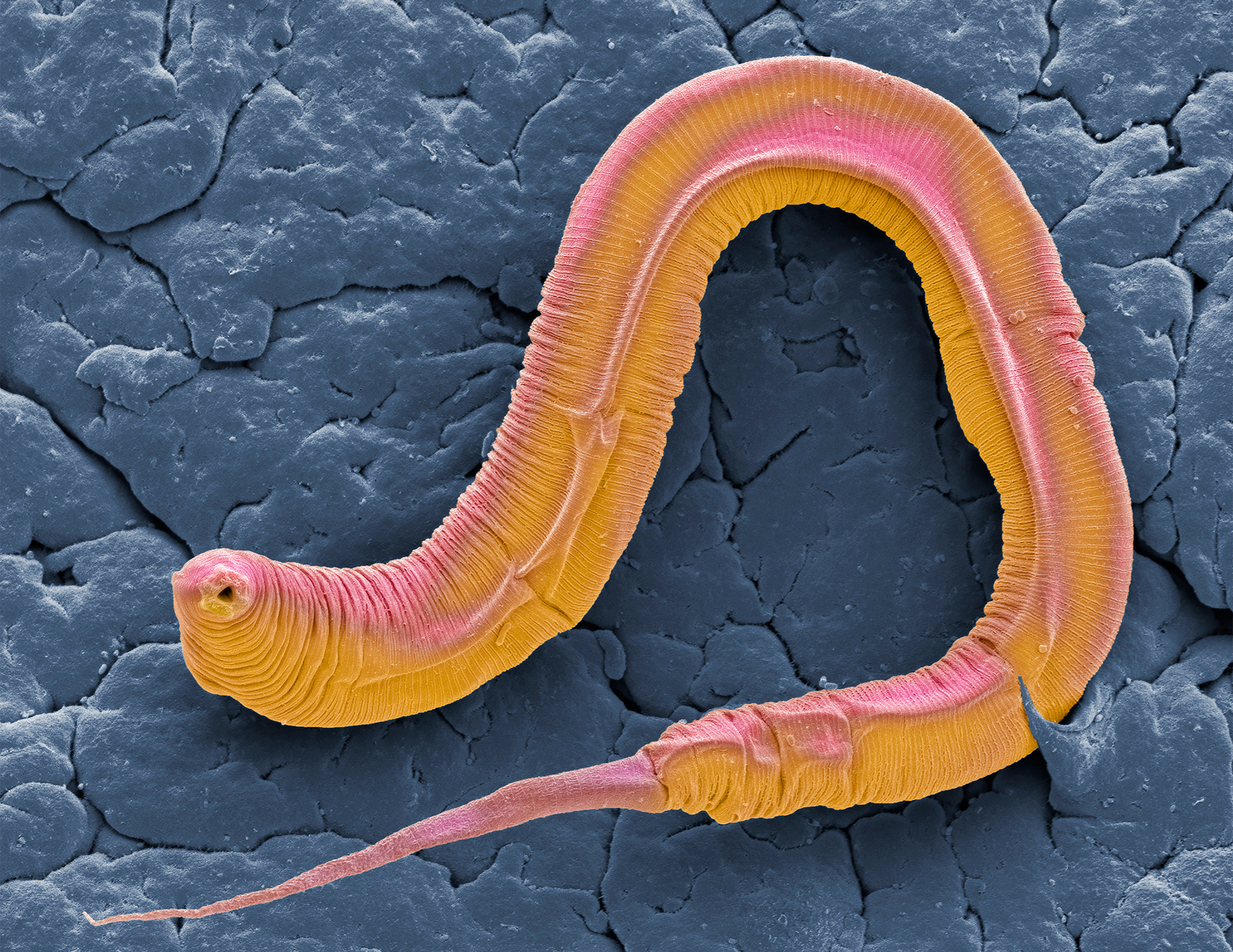Sniffing out new discoveries - Fred Hutch