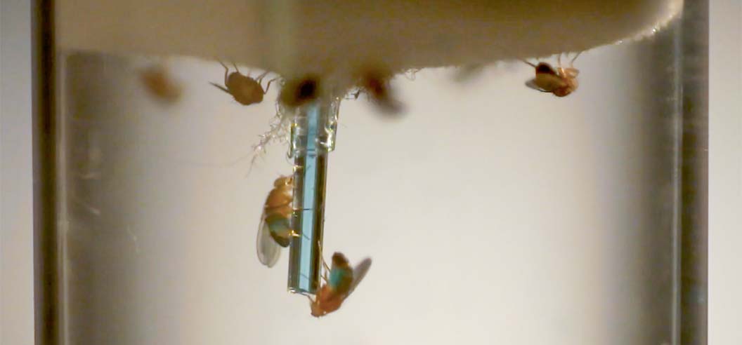 Another look at leptin | Fred Hutchinson Cancer Center