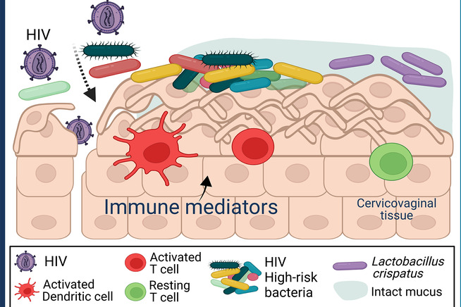 Zeroing in on vaginal microbes that most increase HIV risk | Fred Hutchinson Cancer Center