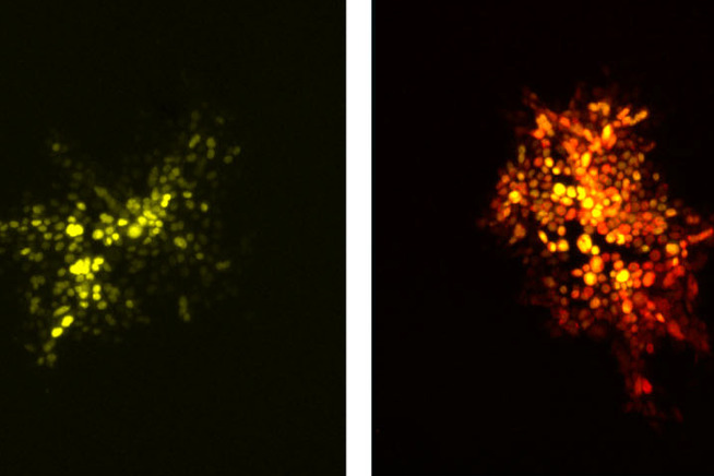 Engineered HSV can trigger genetic chain reaction, rejigger HSV genes ...
