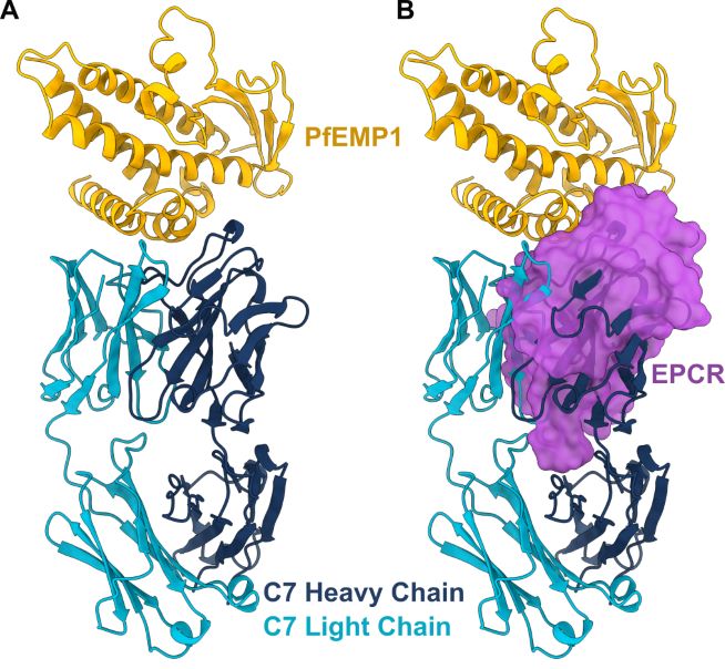 How protective antibodies get in malaria’s way - Fred Hutch