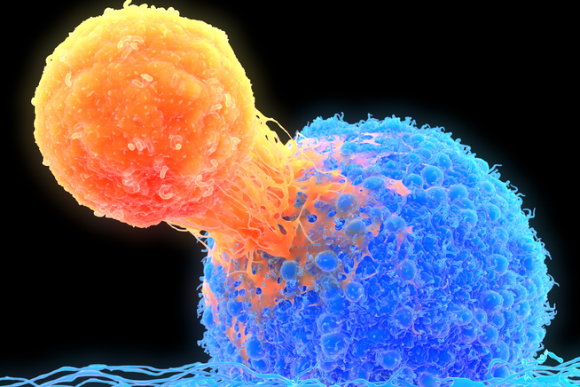 RNA “typos” can highlight leukemia cells for immune attack - Fred Hutch