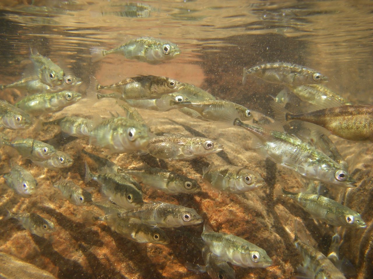 Study sheds light on genetics of how and why fish swim in schools ...
