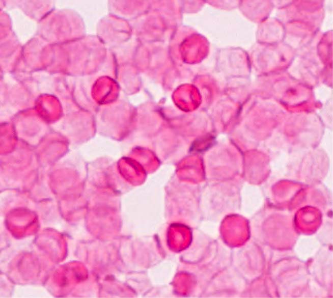 Hematopoietic Stem Cells Microscope