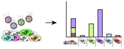 A slapdash virus relies on quantity over quality to achieve successful ...