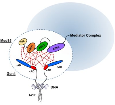 Transcriptional activators derive order from chaos | Fred Hutchinson ...
