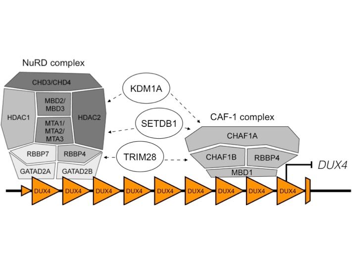 It takes two to silence DUX4 | Fred Hutchinson Cancer Center