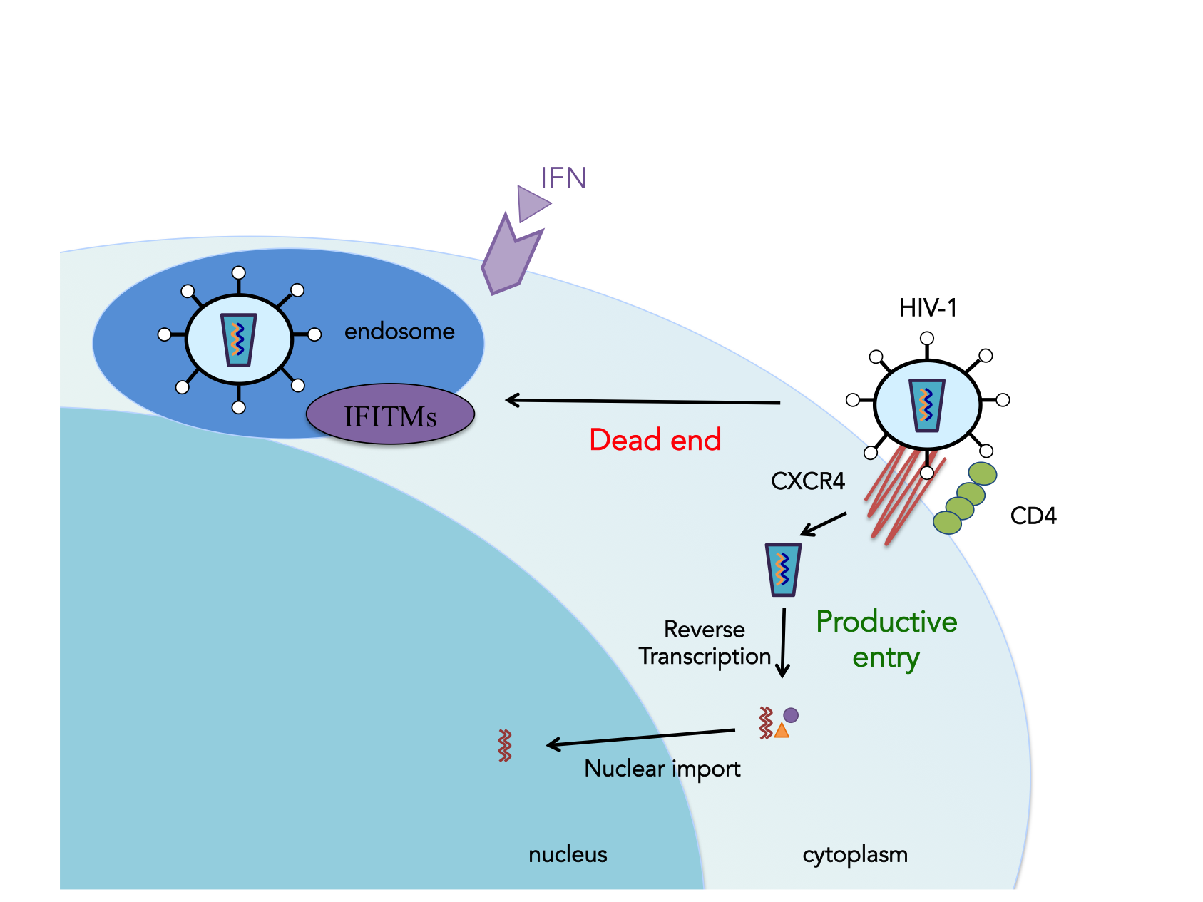 Unraveling the viral entry blocking machinery | Fred Hutchinson Cancer ...