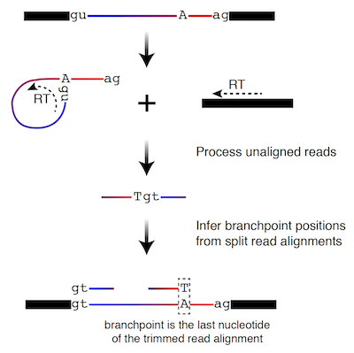 Finding branchpoint needles in a haystack of sequencing data | Fred ...