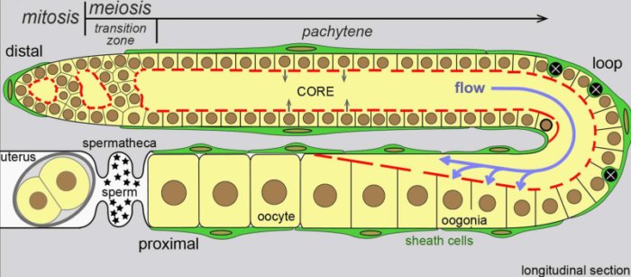 Two nuclei? You’re out! - Fred Hutch