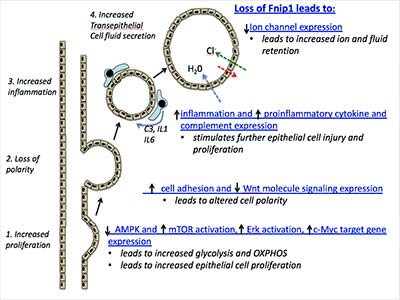 Fnip1 at the interplay for Polycystic kidney diseases | Fred Hutchinson ...