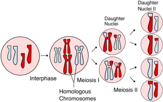 recombinant chromosomes diagram