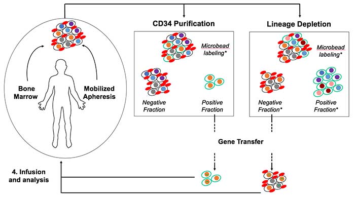 stem cell apheresis