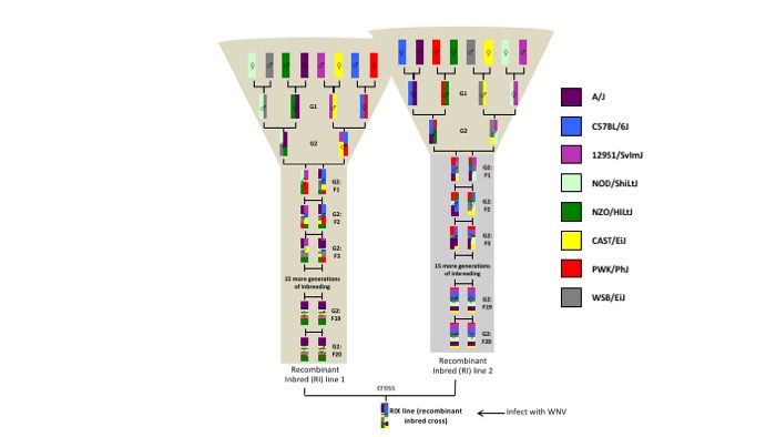 Genetically diverse mice provide clues for West Nile virus protection ...