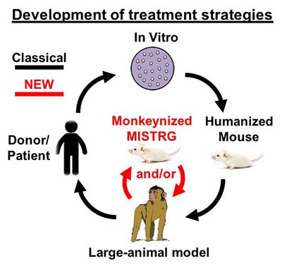 Making a monkey out of MISTRG mice - Fred Hutch