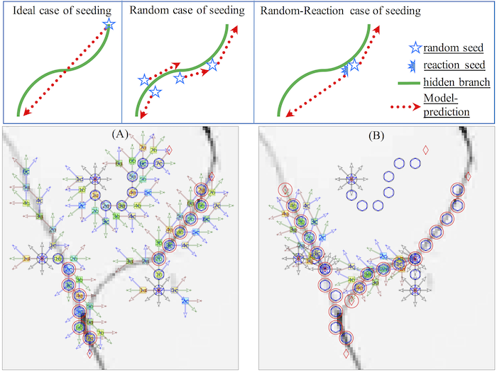 Phylogenic trees inspire model for neurite measurement - Fred Hutch