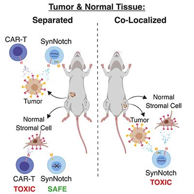 Logic-gated CAR-T cells safely target distant tumor cells | Fred ...