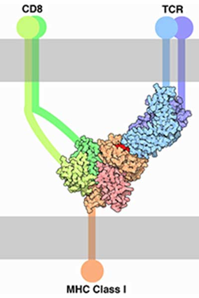 TCR-engineered T cell therapy enhanced by modulating macrophages - Fred ...