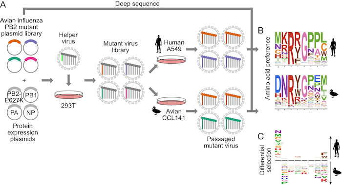 influenza mutation