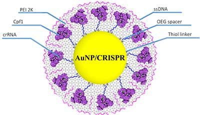 Improving CRISPR with a heart of gold | Fred Hutchinson Cancer Center