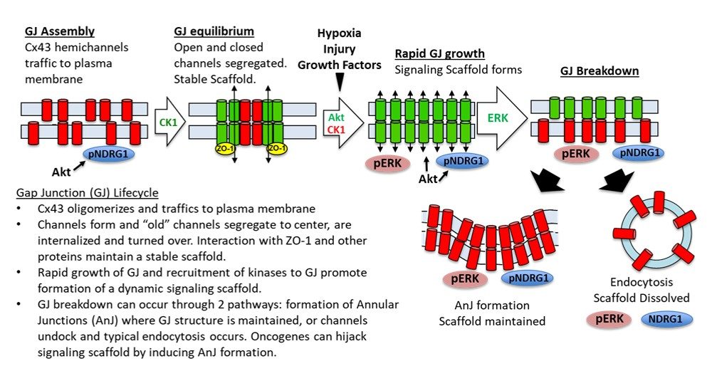 gap junction structure