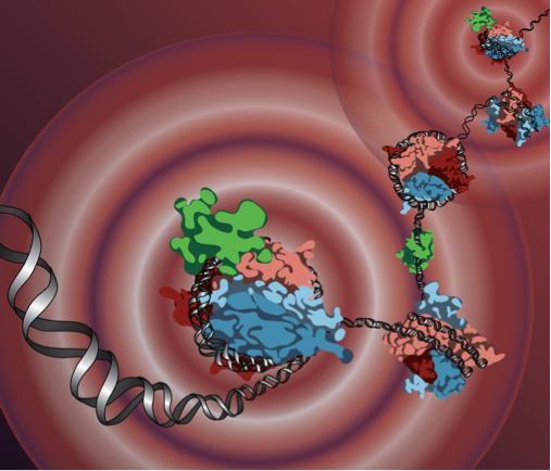 The inner workings of a pioneer factor | Fred Hutchinson Cancer Center