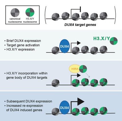 DUX4 lights up its own airstrip | Fred Hutchinson Cancer Center