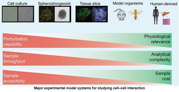 Tumor slices as a robust pre-clinical platform | Fred Hutchinson Cancer ...