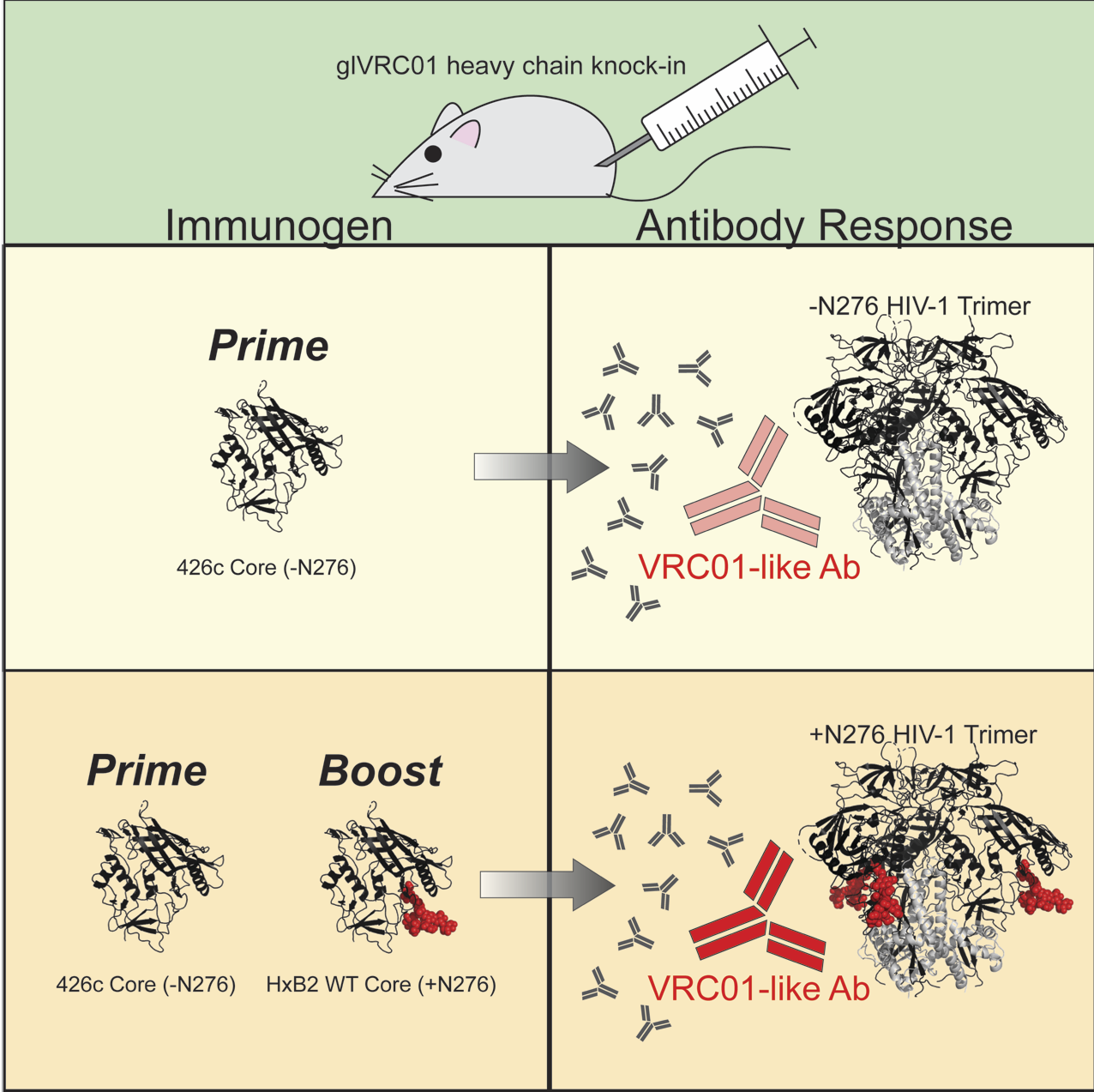 Multi-step HIV-1 vaccines | Fred Hutchinson Cancer Center