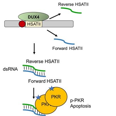 Pathogenic RNAs in muscular dystrophy | Fred Hutchinson Cancer Center