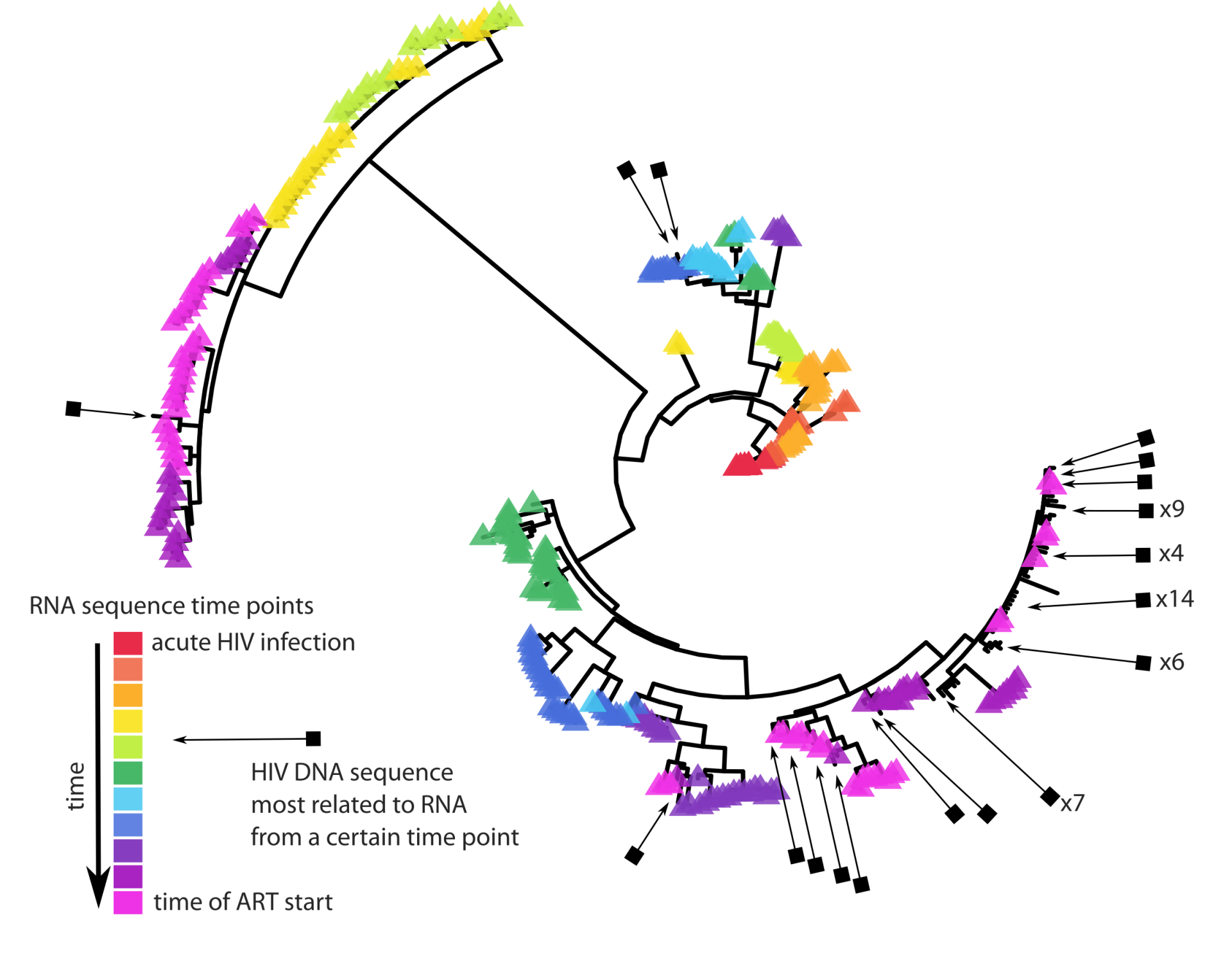 Superinfection provides insights into HIV-1 reservoir dynamics | Fred ...