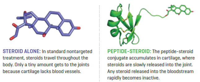 Steroid fused to cartilage-homing peptide alleviates systemic toxicity ...