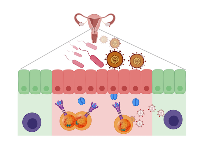 Immune surveillance triggers HIV reactivation | Fred Hutchinson Cancer ...
