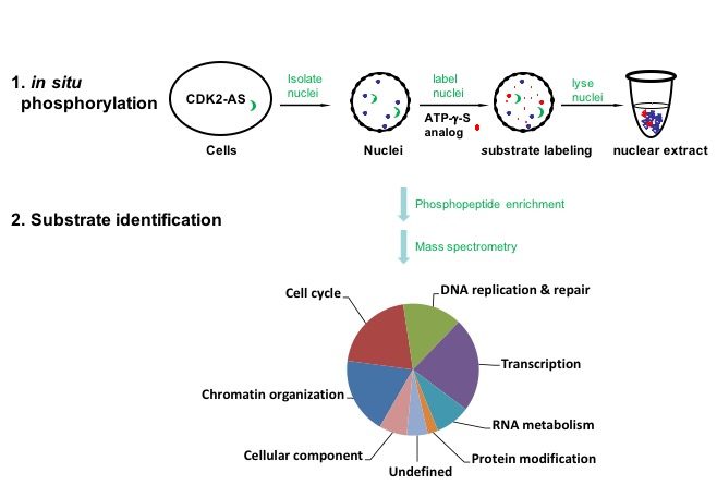 Location, location, location: in situ phosphorylation screen reveals ...