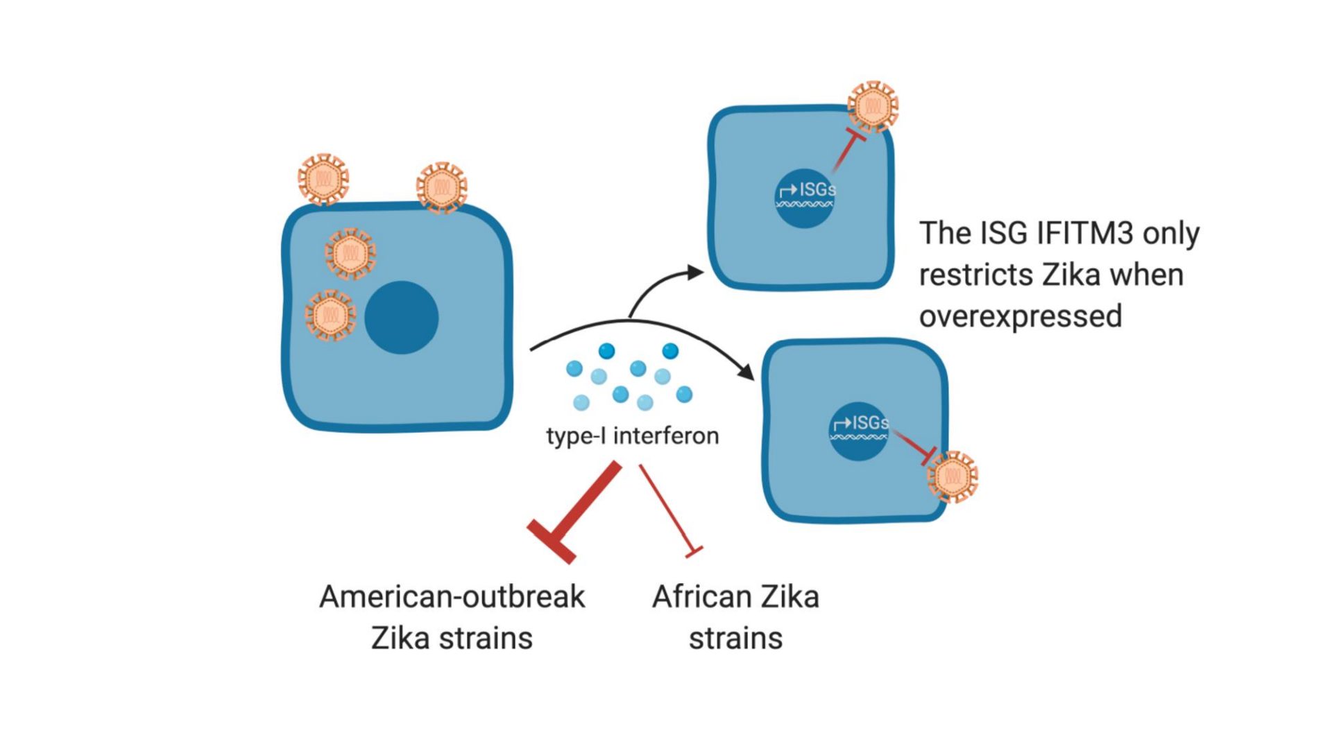 Too much of a good thing? IFITM3 only restricts Zika virus when ...