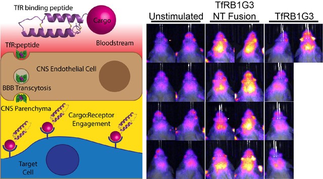Transferrin receptor binding peptide can ferry cargo across the blood ...